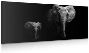 Obraz malý slon a slonice Varianta: 100x50
