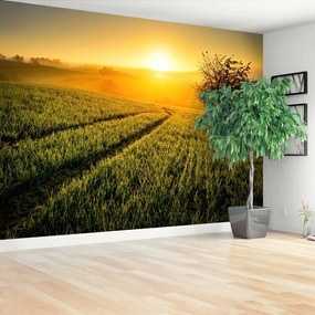 Fototapeta Hill Tree 104x70