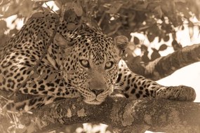 DIMEX | Samolepicí vliesová fototapeta na zeď Sépiový portrét leoparda MA-5-0594 | 375 x 250 cm | béžová, černá, hnědá