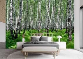 Gario Fototapeta Březový les Materiál: Vliesová, Rozměry: 200 x 140 cm