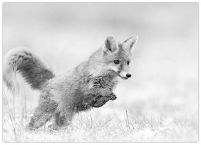 Obraz - Skákající liška, černobílá (70x50 cm)