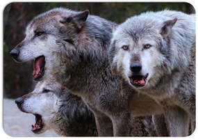 PokojovaDekorace.cz, Prostírání - 368, Vlk, 43x30cm