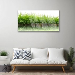 Obraz na skle Tráva Voda Příroda Rostlina 120x60 cm