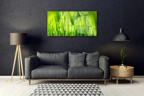 Plexisklo-obraz Zelená Tráva Kapky Rosy 100x50 cm