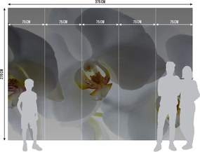 Fototapeta na míru Bílá Orchidej | Vliesová fototapeta na zed' | DFTNXXL0466