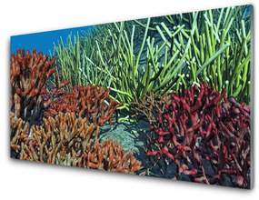 Obraz na skle Korálový Útes Příroda 100x50 cm