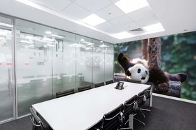 DIMEX | Samolepicí vliesová fototapeta na zeď Panda MA-5-0623 | 375 x 250 cm | zelená, bílá, černá