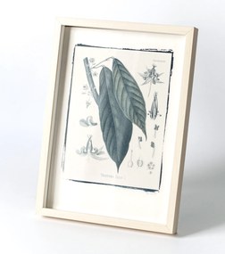 Botanická fotografie na zeď - Kakao - 21 x 30 cm (A4) / s rámem