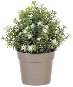Tráva kvetoucí v plastovém bílém obalu, barva bílá SG7333 WT