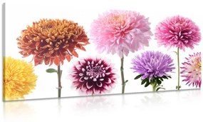 Obraz květiny jiřiny v rozmanitém designu Varianta: 120x60