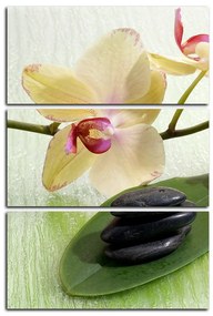 Obraz na plátně - Květy orchideje - obdélník 762B (90x60 cm  )