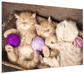 Obraz spících koťat (100x70 cm)