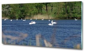 Wallmuralia Foto obraz fotografie na skle Bílé labutě 100x50