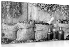 Obraz léčivé bylinky v černobílém provedení - 90x60 cm