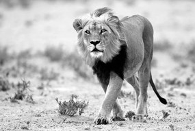 Postershop Plagát: Čiernobiely lev, púšť Kalahari