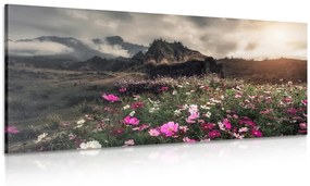 Obraz louka kvetoucích květin Varianta: 100x50