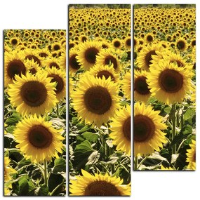 Obraz na plátně - Slunečnice - čtverec 3146C (75x75 cm)