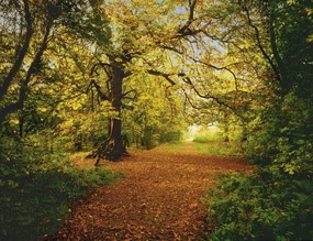 Fototapeta Podzimní les Autumn Forest 8-068 / Obrazové tapety a fototapety na zeď Komar (388 x 270 cm)