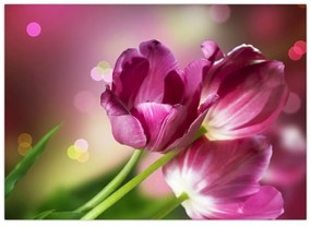 Skleněný obraz růžových tulipánů (70x50 cm)