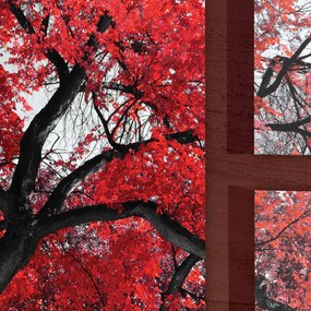 Malvis ® Obraz podzimní atmosféra - strom Velikost: 100x80 cm