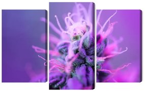 Vícedílný obraz Makro Rostlina Na Růžovo-Fialovém Pozadí Nedostatek Nedostatek Plátno Canvas 150x100
