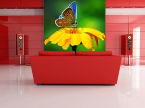 Tapeta - Motýl na květu 2 (120x80 cm) - PopyDesign