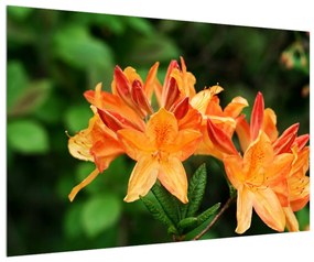 Obraz květů (90x60 cm)