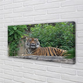 Obrazy na plátně Tiger Woods 120x60 cm