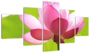 Obraz květu Lotusu (125x70 cm)