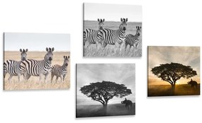 Set obrazů zvířata žijící na Savanu - 4x 60x60 cm