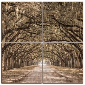 Obraz na plátně - Historické dubové stromy lemované polní cestou - čtverec 3239FE (100x100 cm)