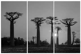 Obraz na plátně - Baobaby. 105ČB (120x80 cm)