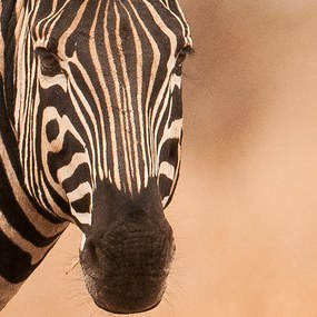 Malvis ® Tapeta Zebra v savaně Vel. (šířka x výška): 432 x 290 cm