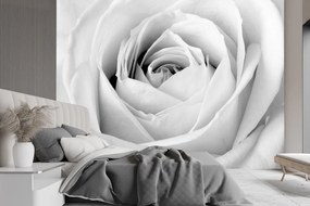Gario Fototapeta Bílá růže, detailní záběr na poupě Materiál: Vliesová, Rozměry: 200 x 140 cm