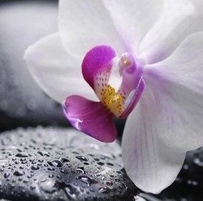 Ozdobný paraván Květiny Zen orchidej - 110x170 cm, třídílný, obustranný paraván 360°