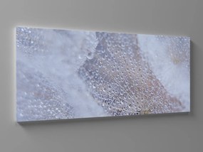 Liox Obraz kapky rosy na pampelišce Rozměr: 80 x 35 cm