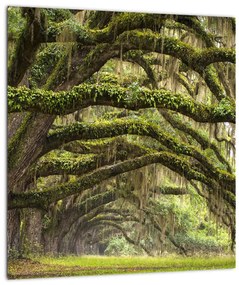 Obraz - Oaks Avenue, Charleston, Jižní Karolína, USA (30x30 cm)