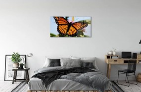 Obraz na skle barevný motýl 125x50 cm
