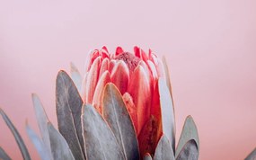 Vícedílný obraz Květina Královského Protea Zblízka Nedostatek Nedostatek Plátno Canvas 160x100