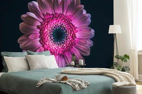 Tapeta krásná purpurová gerbera - 300x200 cm