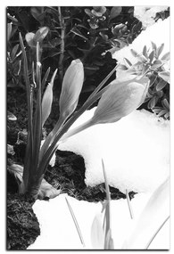 Obraz na plátně - Časné jarní květiny - obdélník 7242QA (100x70 cm)