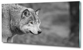 Wallmuralia Foto obraz fotografie na skle Šedý vlk 100x50