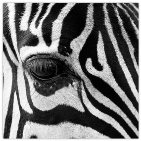 Obraz zebry (30x30 cm)