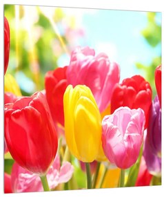 Obraz tulipánů  (30x30 cm)