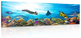Obraz korálový útes s rybkami a želvami Varianta: 120x40