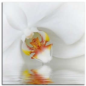 Obraz na plátně - Detailní záběr bílé orchideje - čtverec 3223A (80x80 cm)