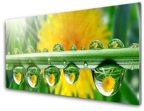 Obraz na skle Stonek Kapky Rosa Rostlina 140x70 cm