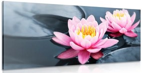 Obraz lotosový květ v jezeře - 100x50 cm