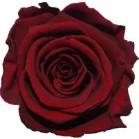 Hlavy růží - mini 12 ks Burgundy - tmavě červená