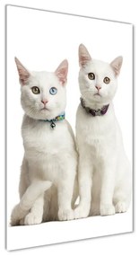 Wallmuralia Vertikální Foto obraz fotografie na skle Dvě bílé kočky 50x100